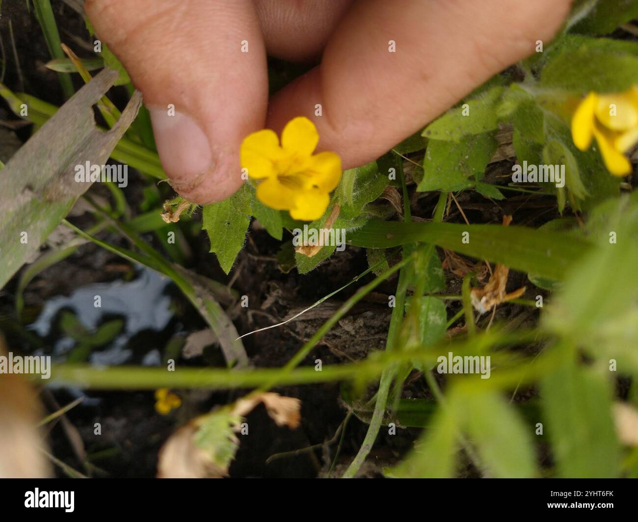 musk monkeyflower (Erythranthe moschata Stock Photo - Alamy
