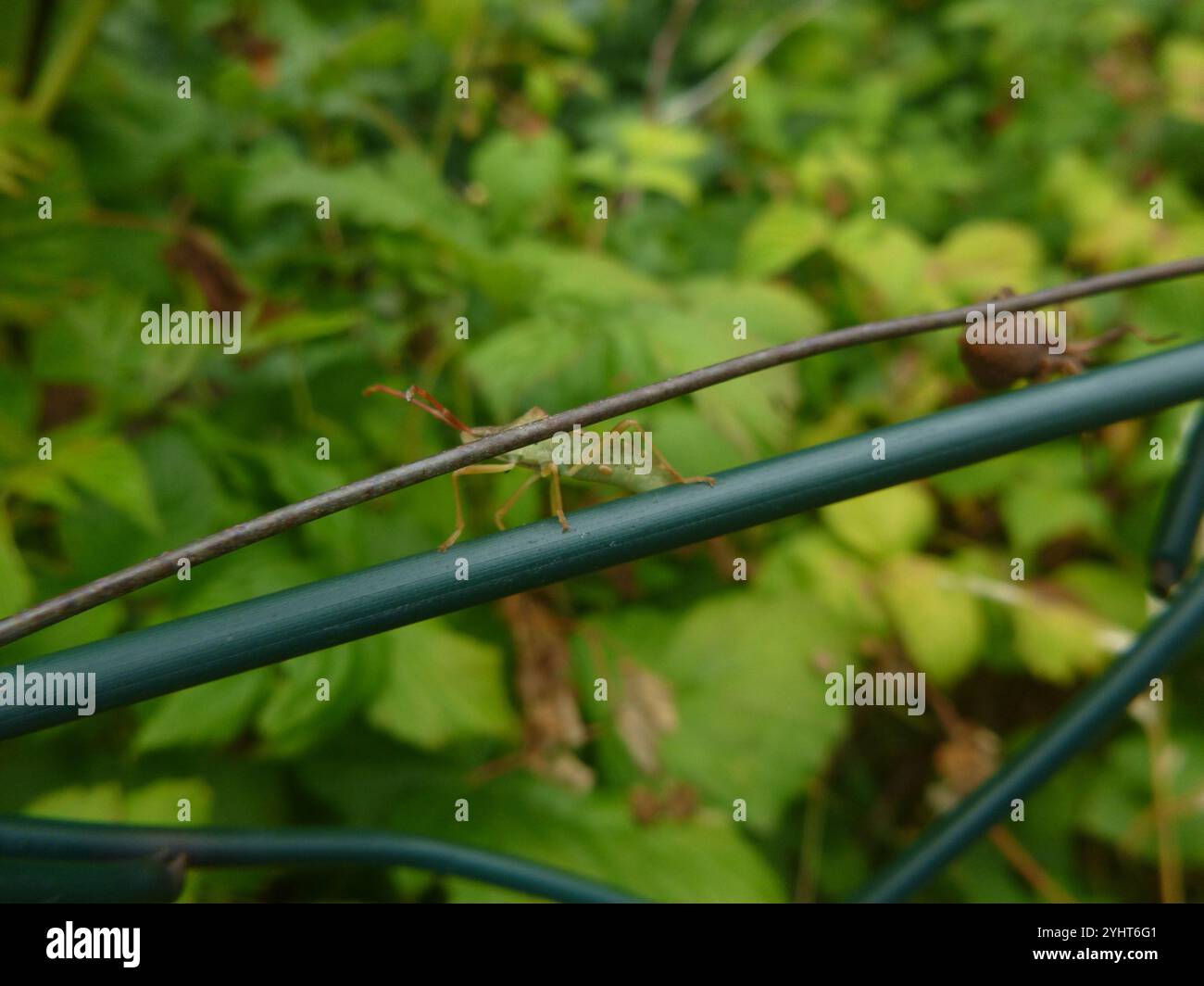 Box Bug (Gonocerus acuteangulatus Stock Photo - Alamy