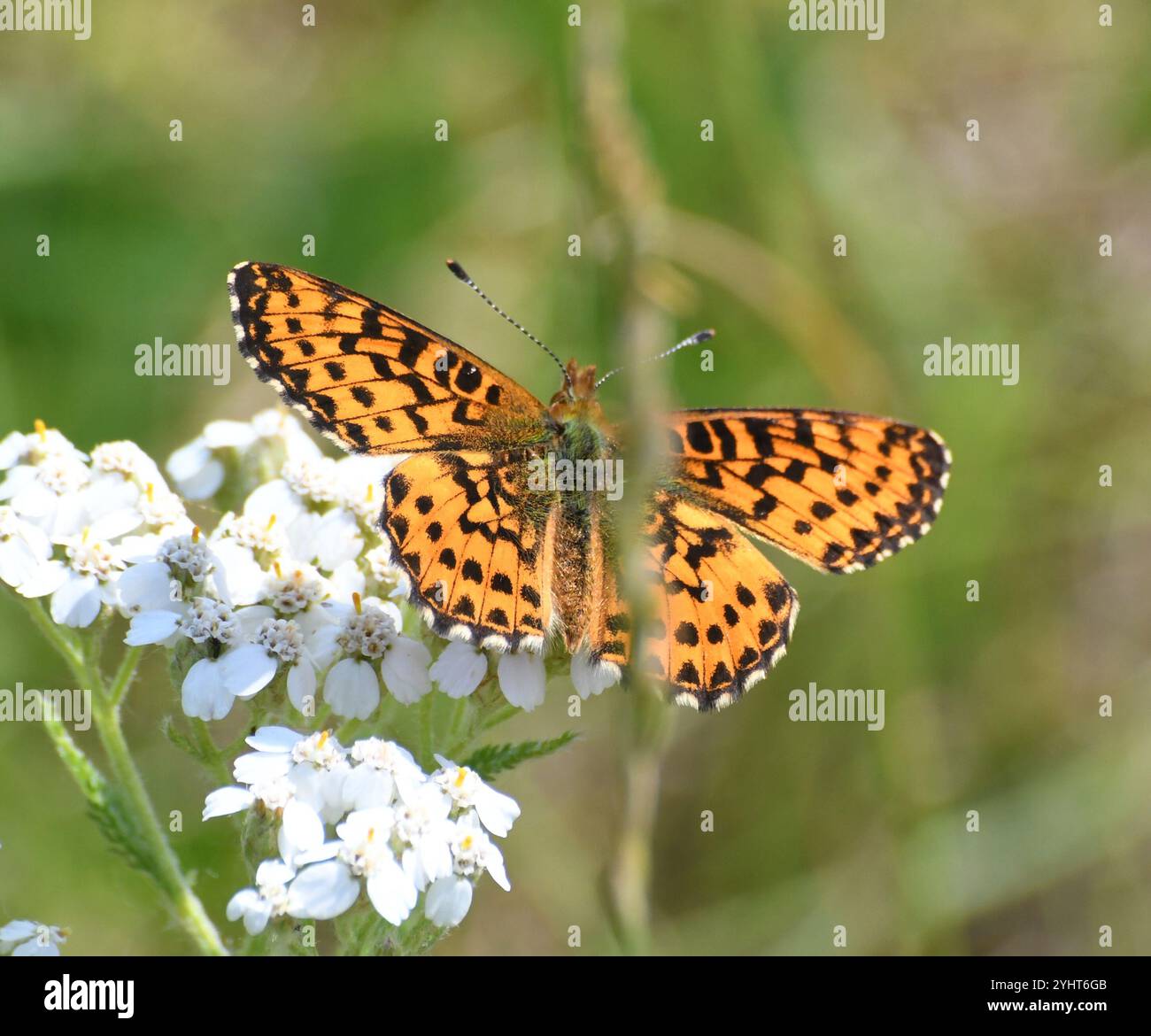 Arctic Fritillary (Boloria chariclea Stock Photo - Alamy