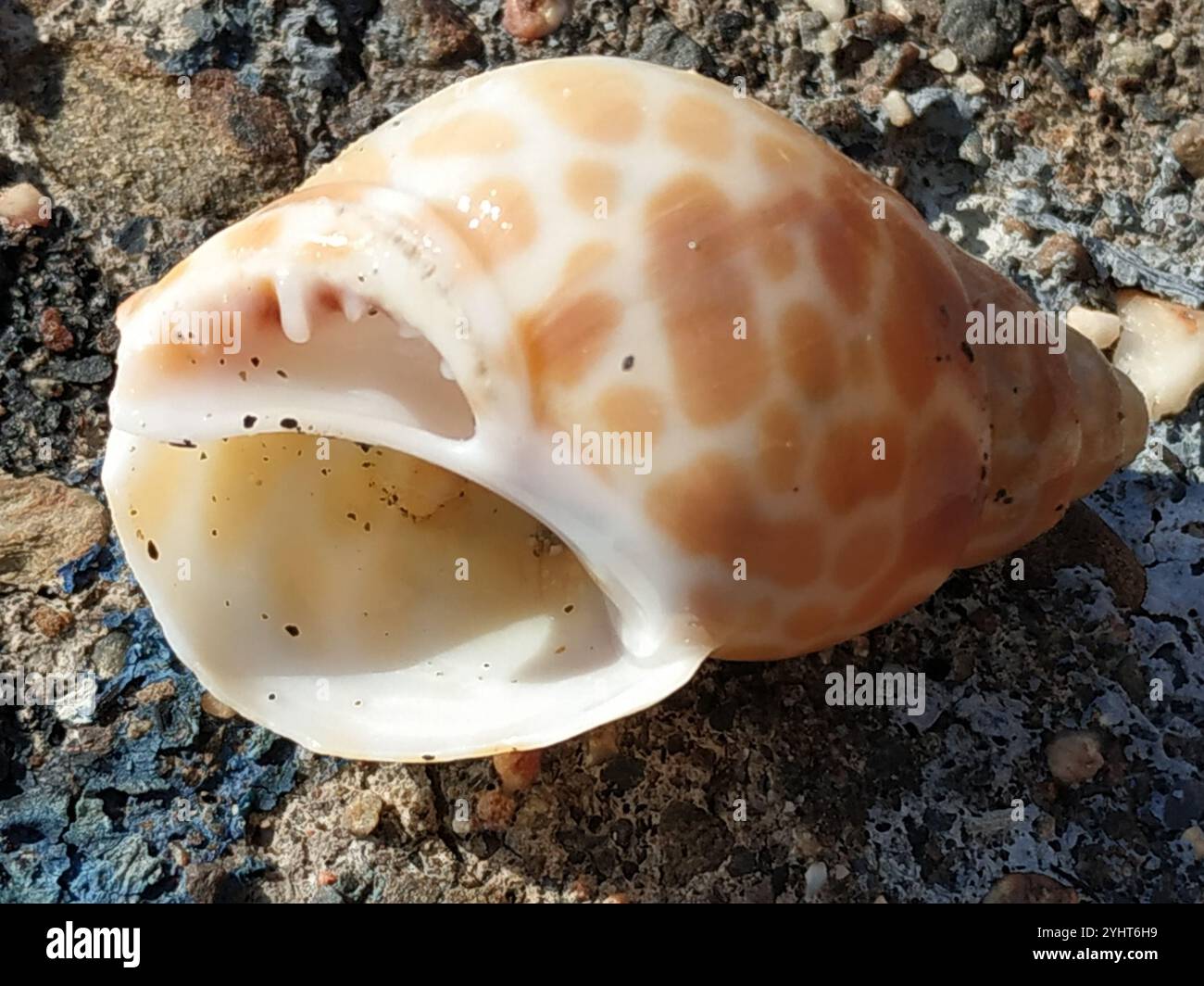 Indian Babylon Snail (Babylonia zeylanica Stock Photo - Alamy