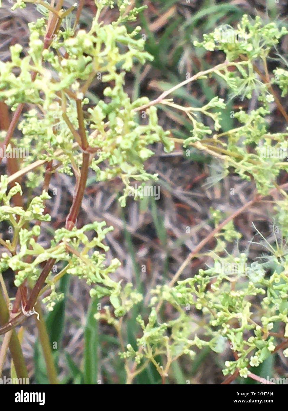 tobacco-root (Valeriana edulis Stock Photo - Alamy