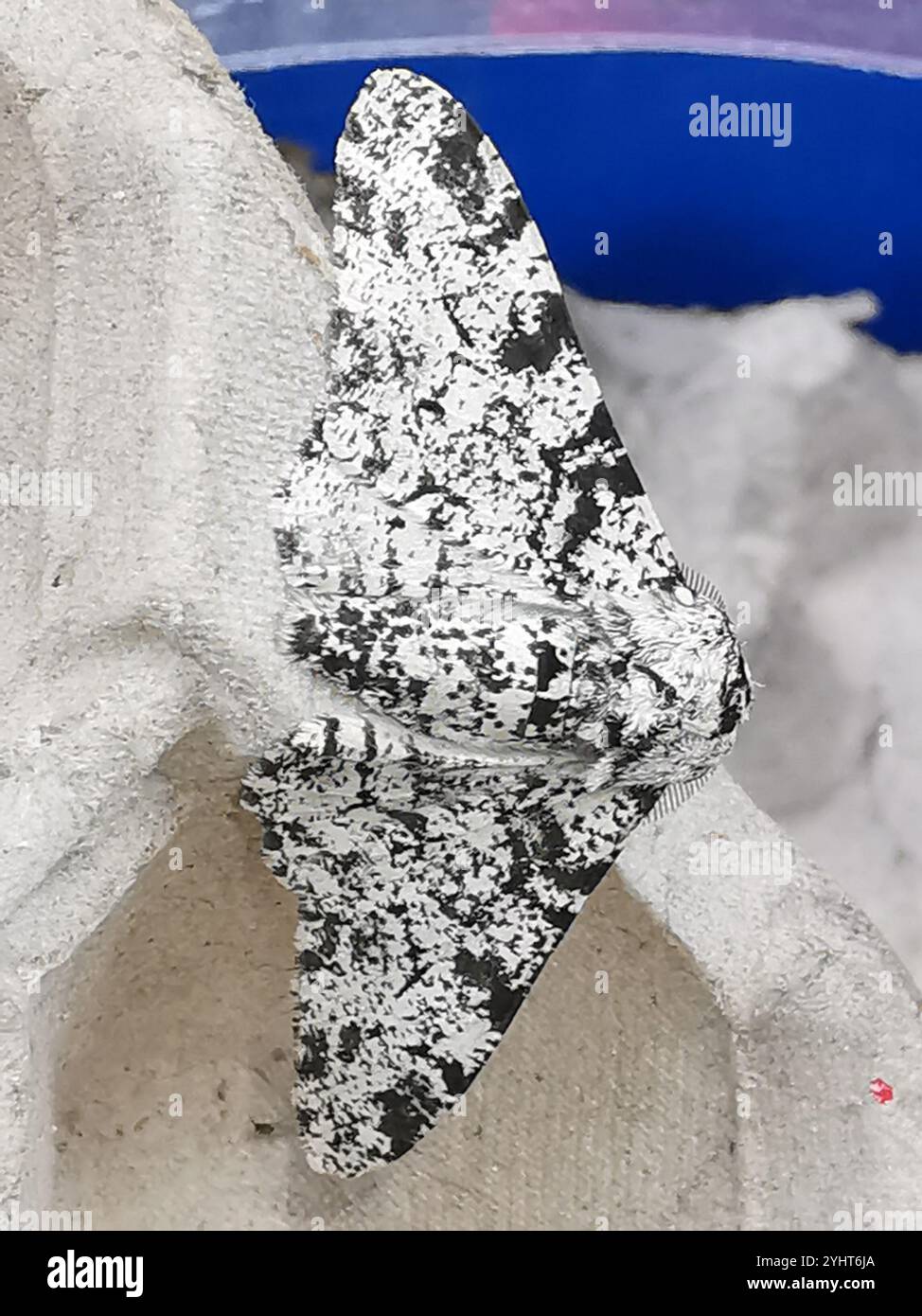 Peppered Moth (Biston betularia Stock Photo - Alamy
