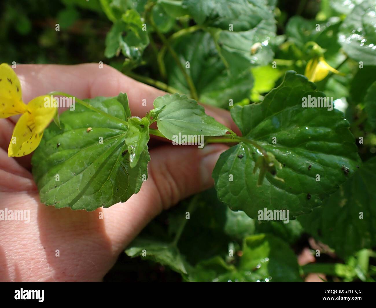 stream violet (Viola glabella Stock Photo - Alamy