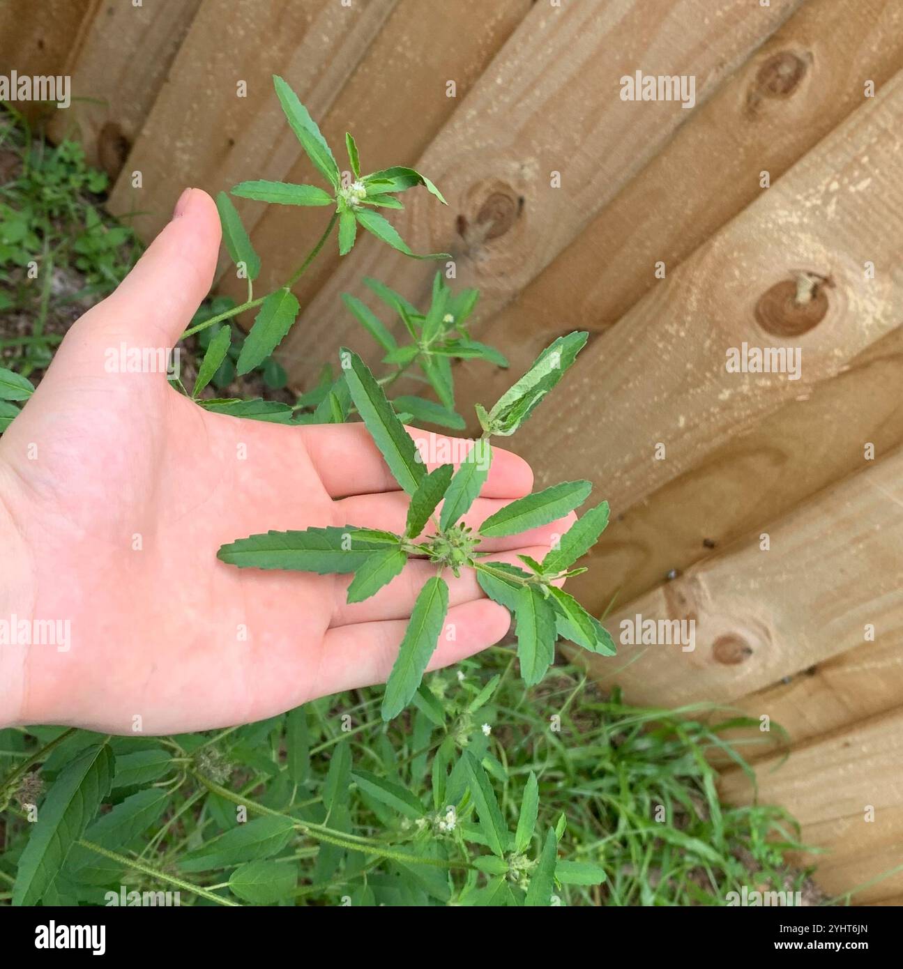 Tropic Croton (Croton glandulosus Stock Photo - Alamy