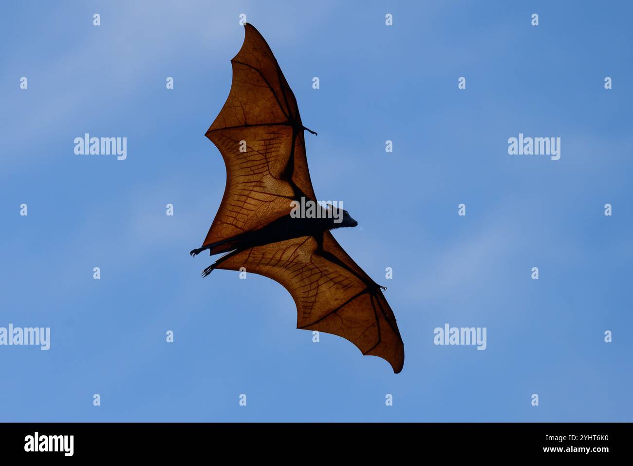 Flying Fox in the Sky at 17 Islands National Park in Flores, Indonesia ...