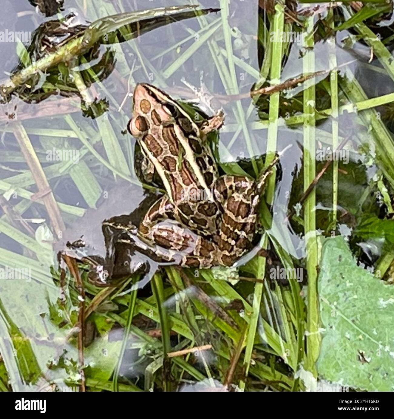 Pickerel Frog (Lithobates palustris Stock Photo - Alamy