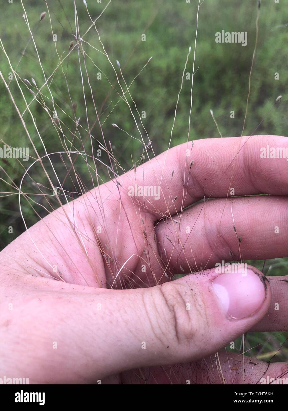 Fall Witchgrass (Digitaria cognata Stock Photo - Alamy