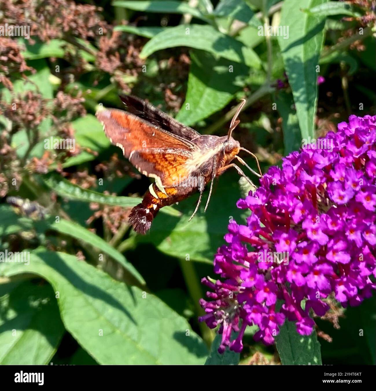 Nessus Sphinx (Amphion floridensis Stock Photo - Alamy
