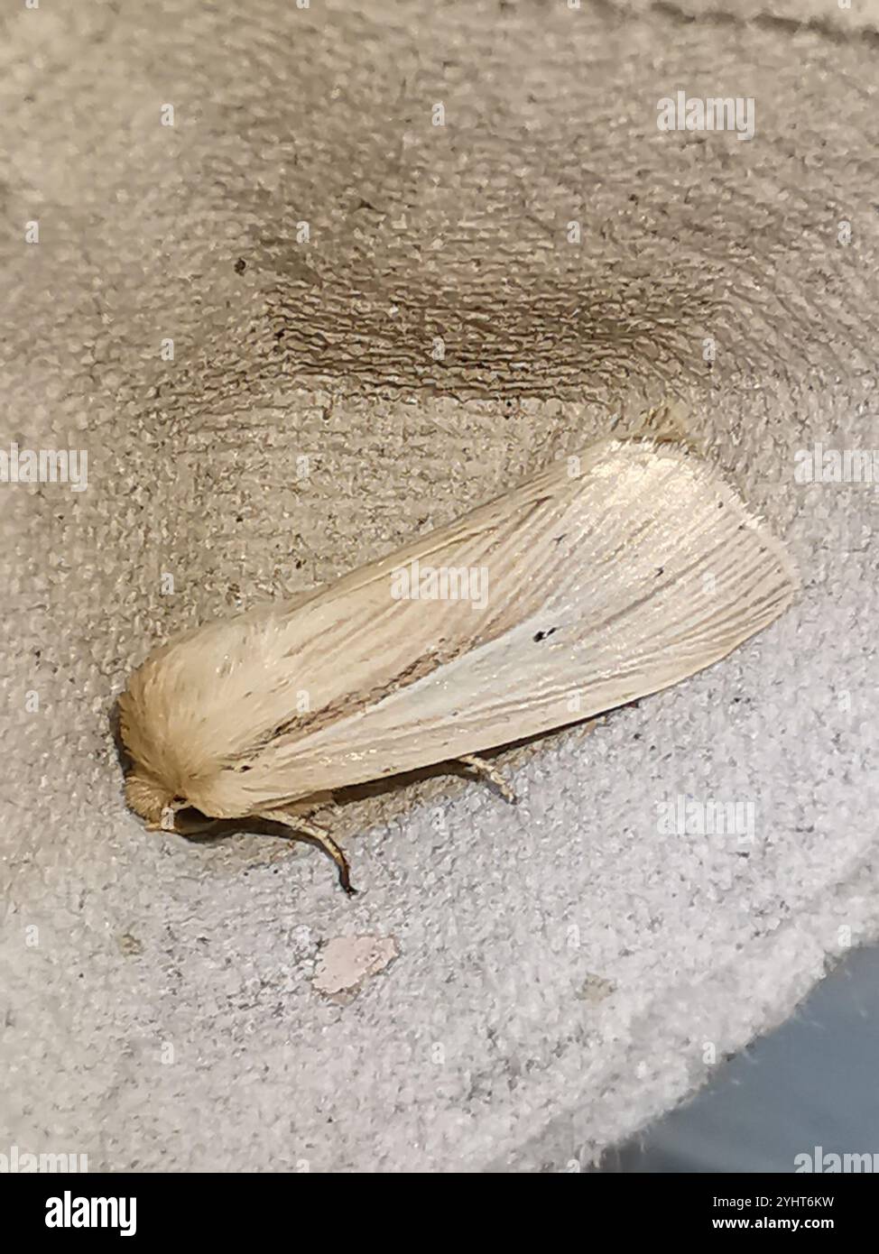 Smoky wainscot hi-res stock photography and images - Alamy