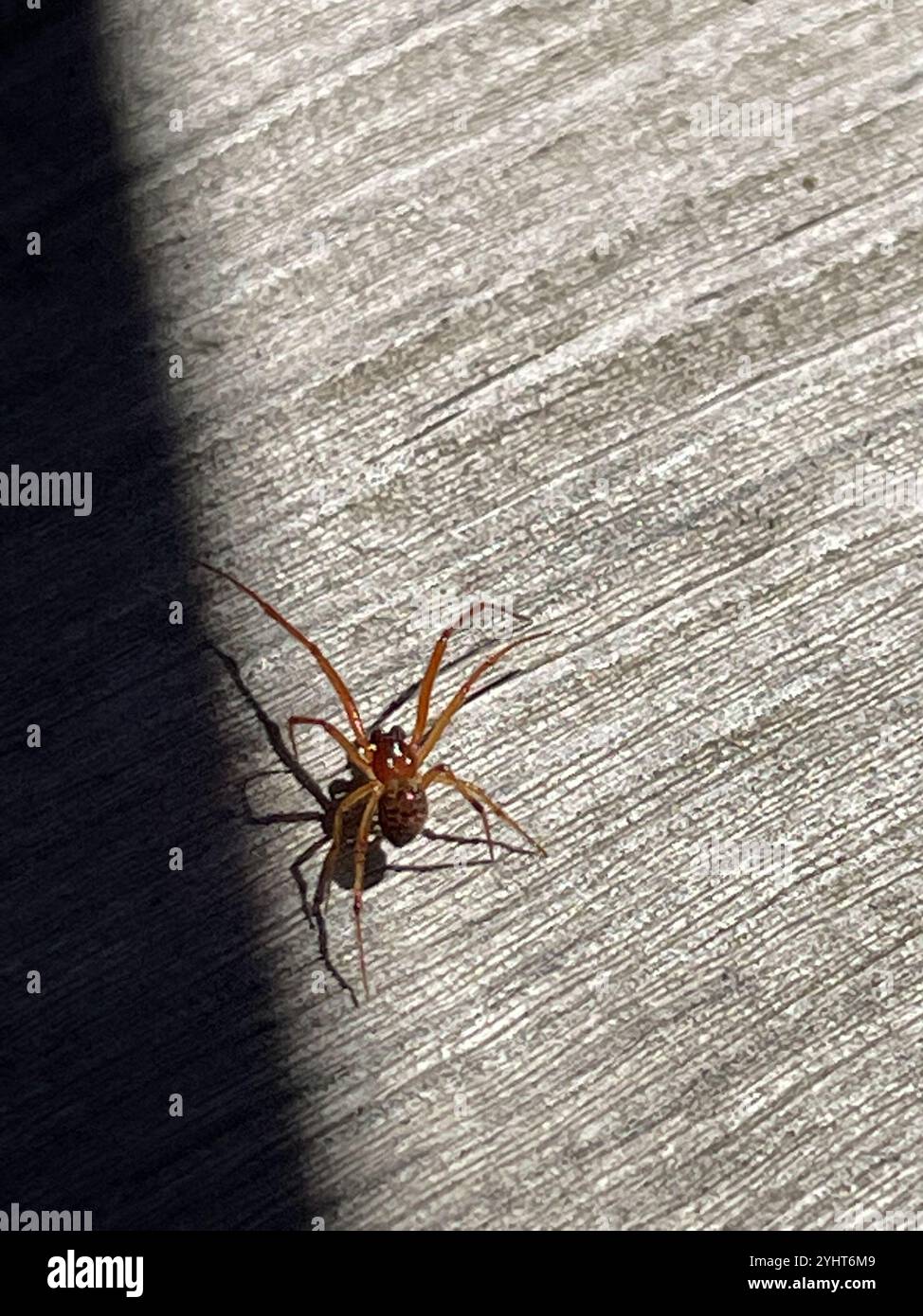 Comb-footed Spiders (Theridiidae Stock Photo - Alamy