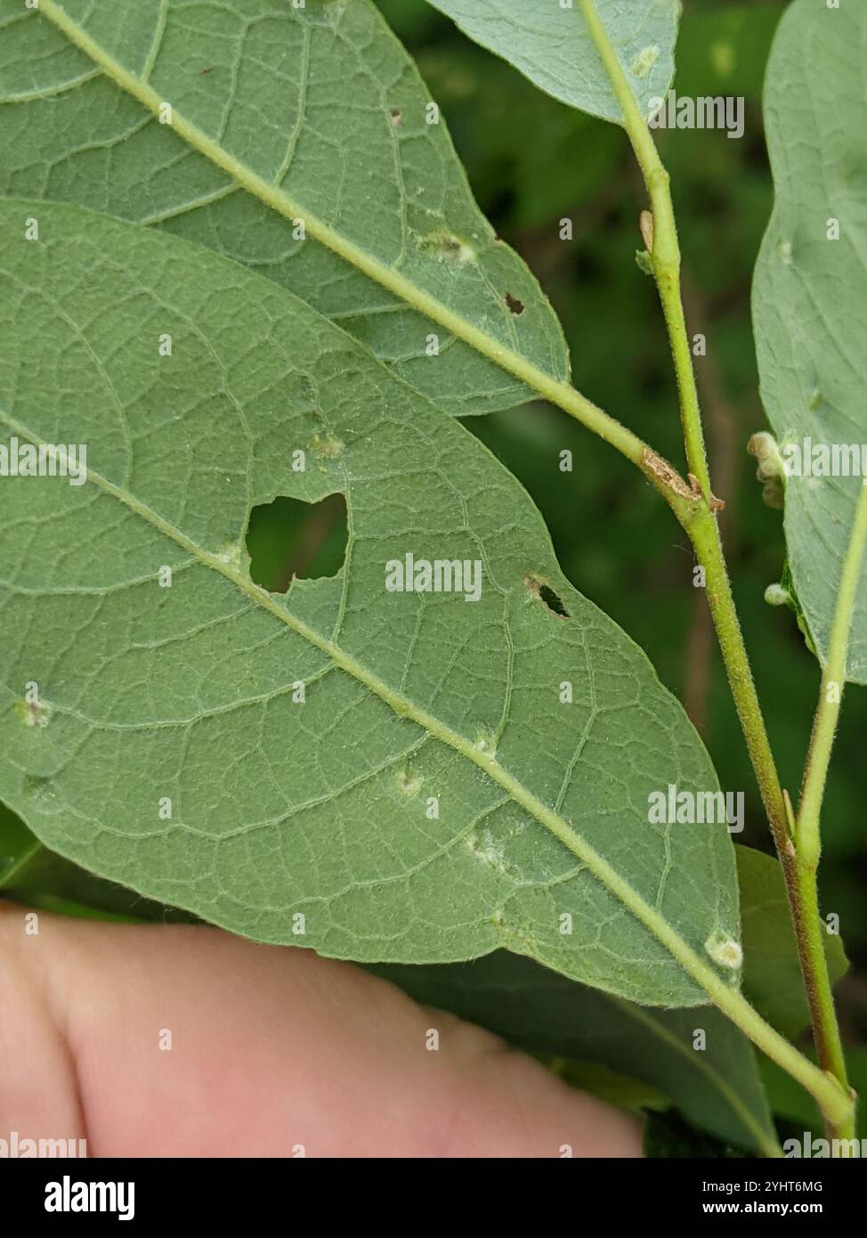 Aculus tetanothrix hi-res stock photography and images - Alamy