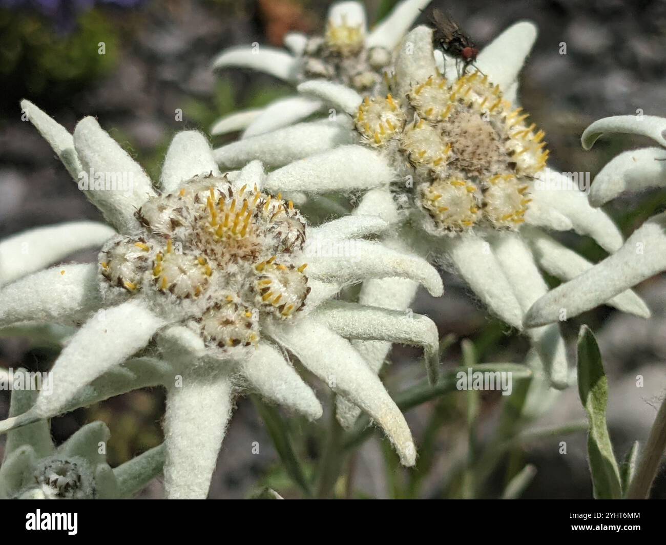 Alpine Edelweiss (Leontopodium nivale alpinum Stock Photo - Alamy