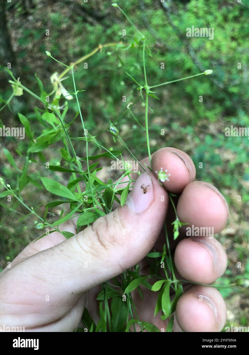 nodding chickweed (Cerastium nutans Stock Photo - Alamy
