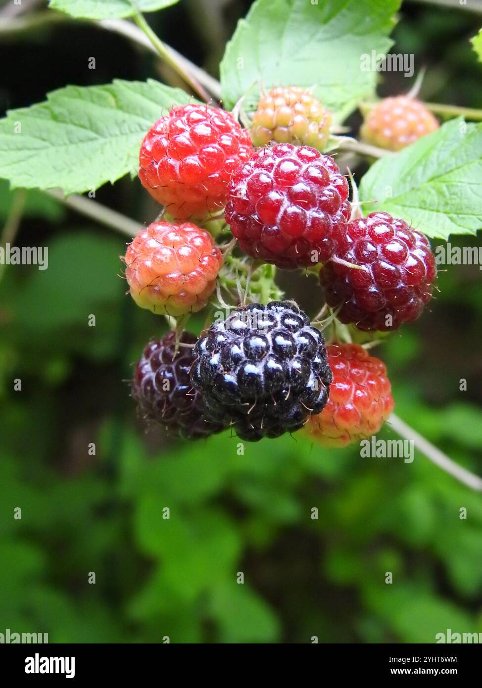 black raspberry (Rubus occidentalis Stock Photo - Alamy