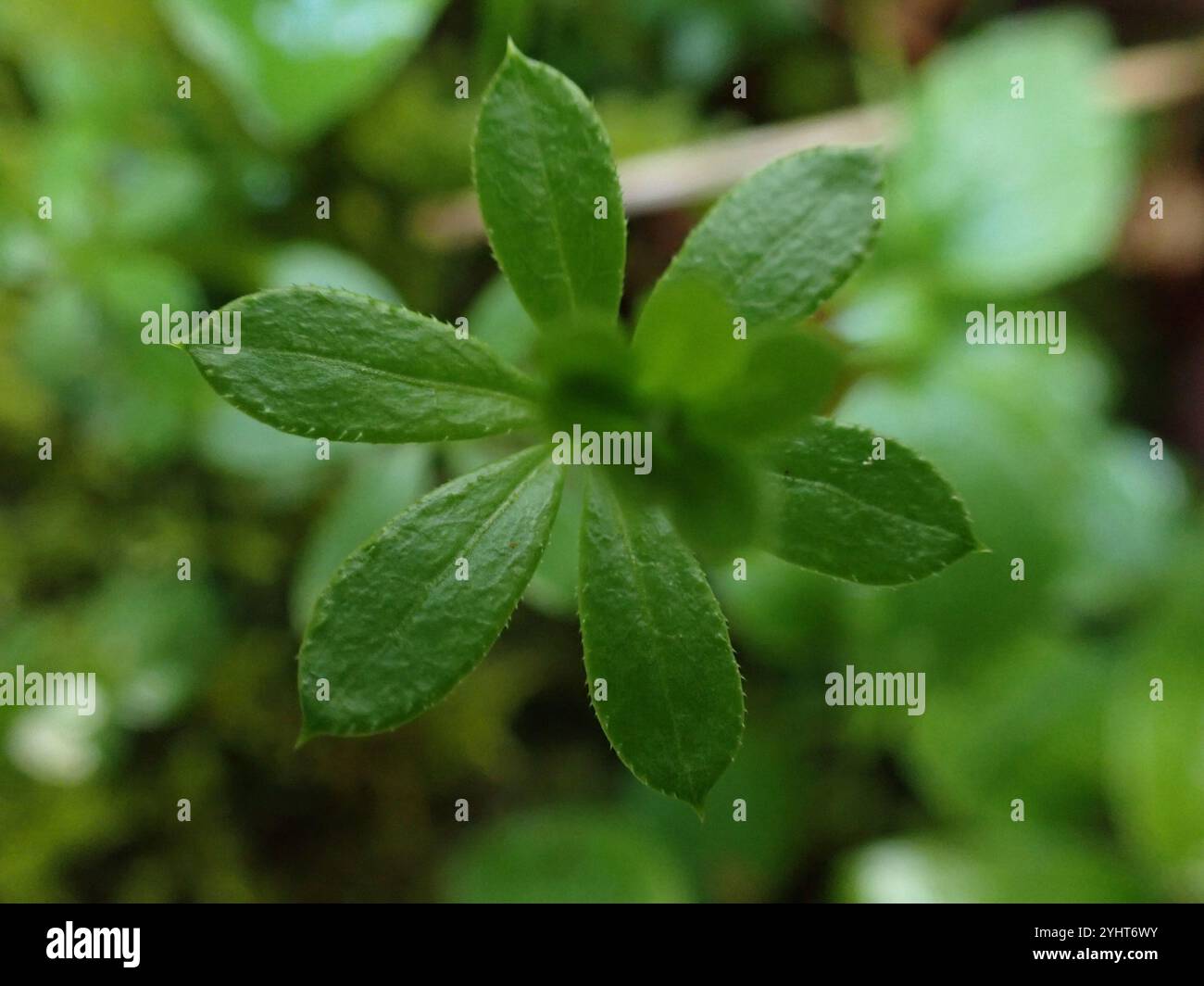 fragrant bedstraw (Galium triflorum Stock Photo - Alamy