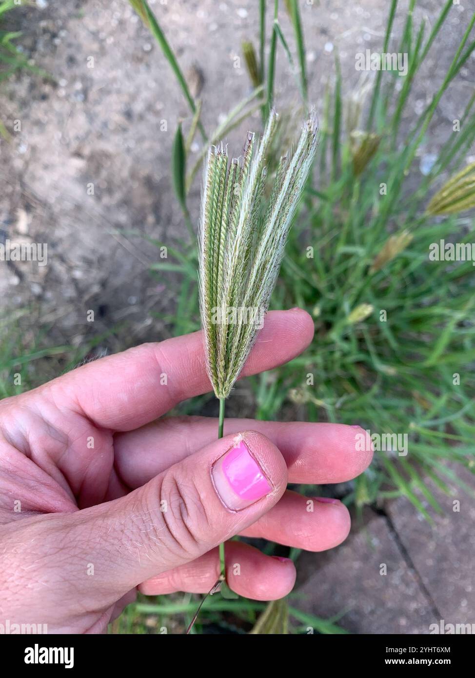 feather finger grass (Chloris virgata Stock Photo - Alamy