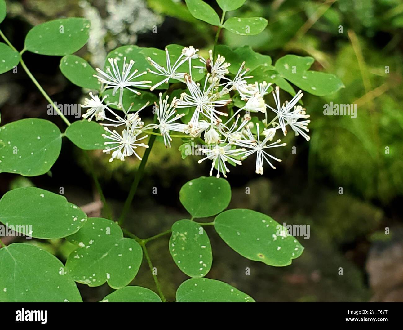 tall meadow-rue (Thalictrum pubescens Stock Photo - Alamy