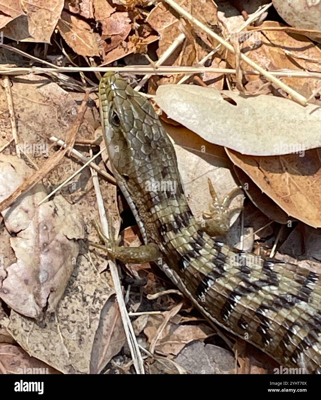 Southern Alligator Lizard (Elgaria multicarinata Stock Photo - Alamy