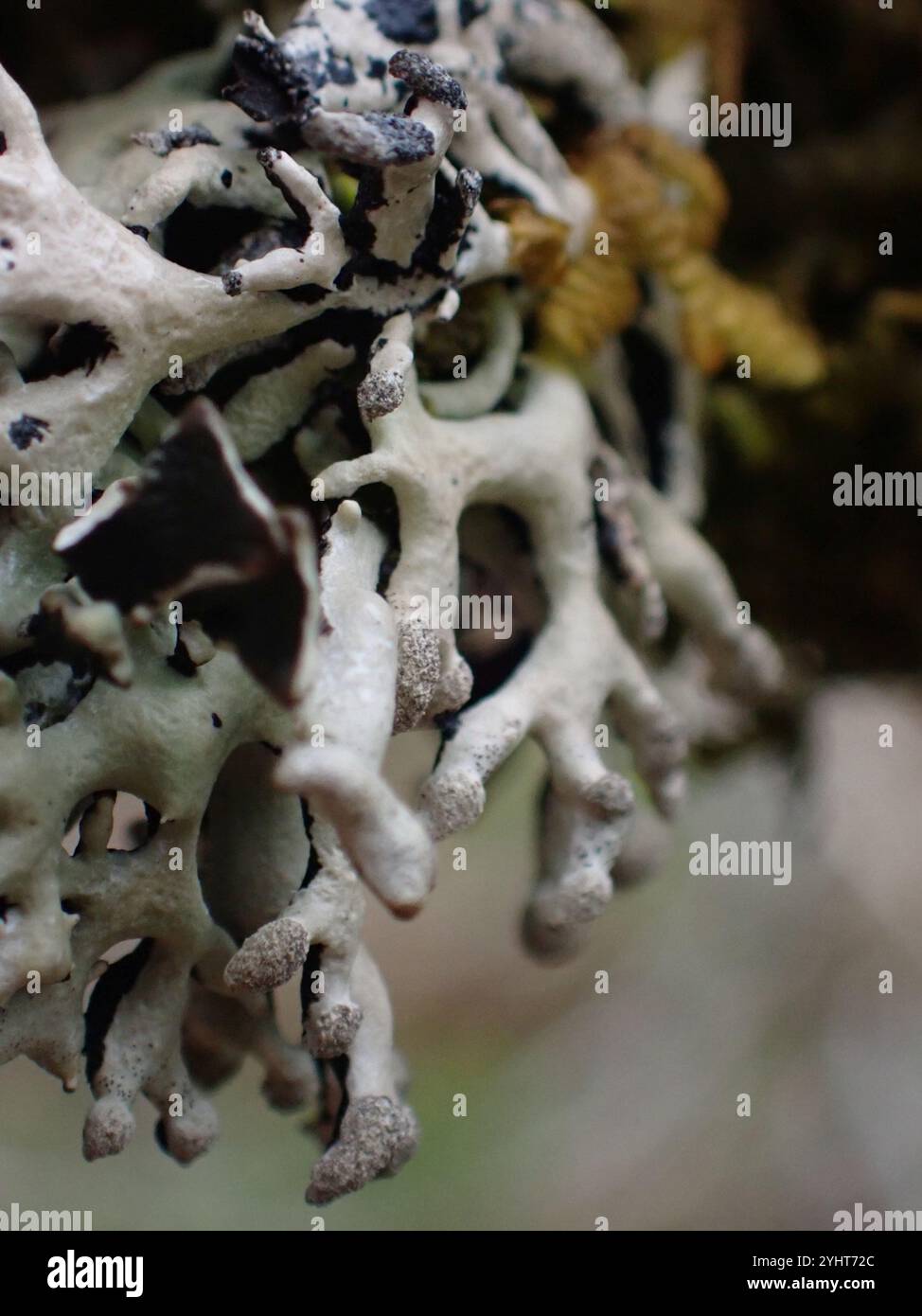 Tube Lichens (Hypogymnia Stock Photo - Alamy