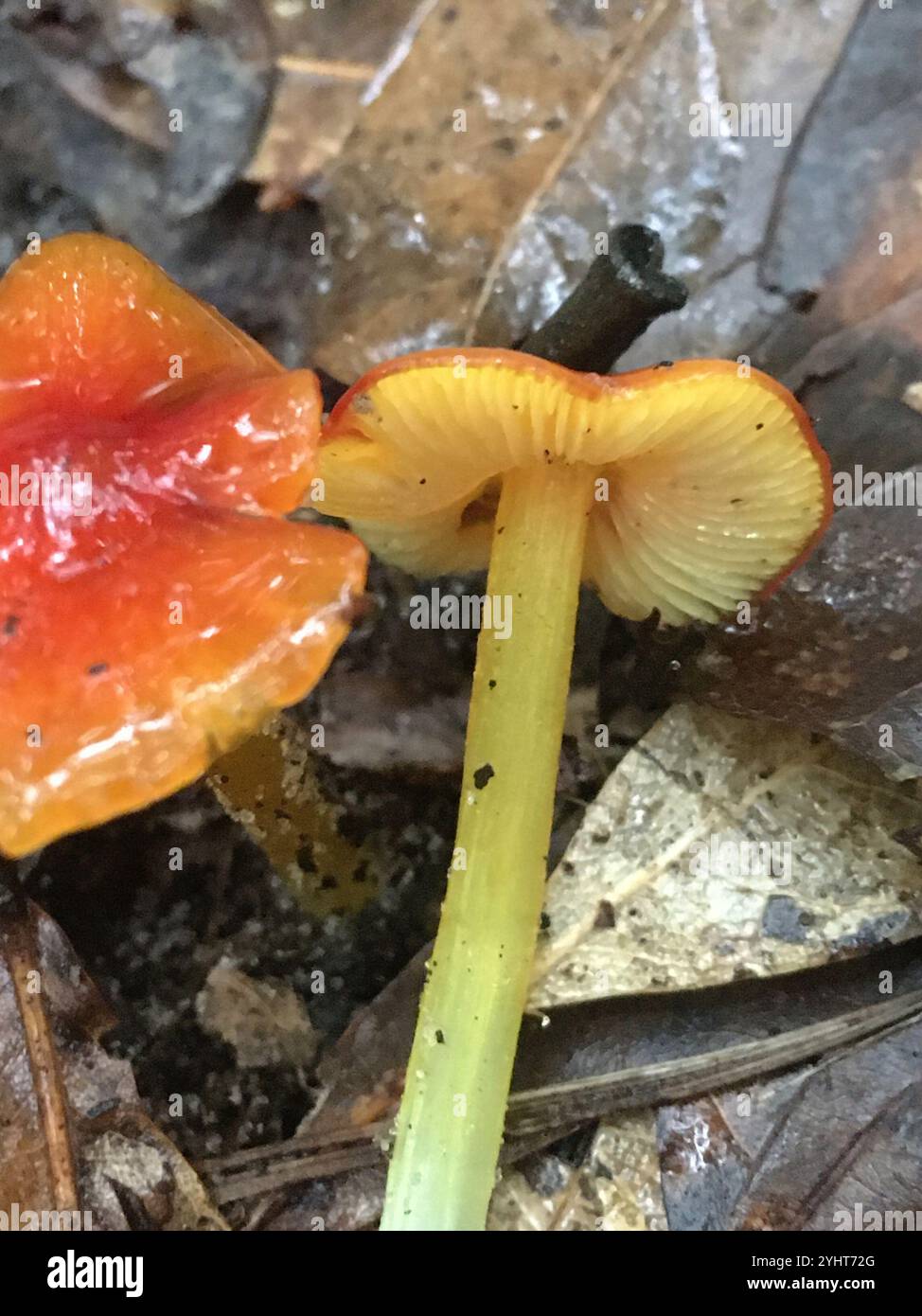 Scarlet Waxy Cap (Hygrocybe coccinea Stock Photo - Alamy