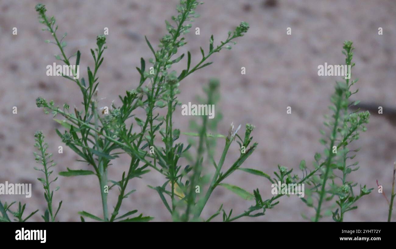 Common Peppergrass (Lepidium densiflorum Stock Photo - Alamy