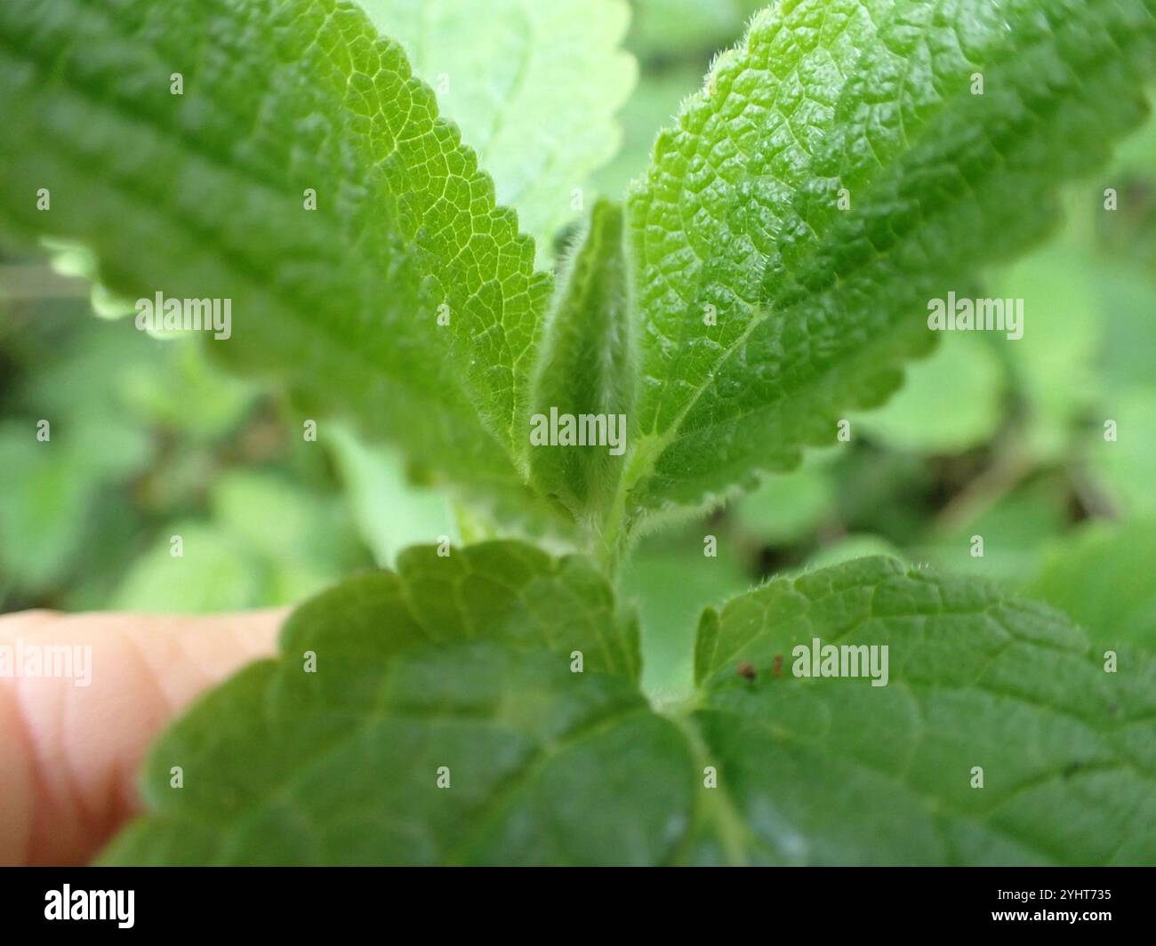 mint family (Lamiaceae Stock Photo - Alamy