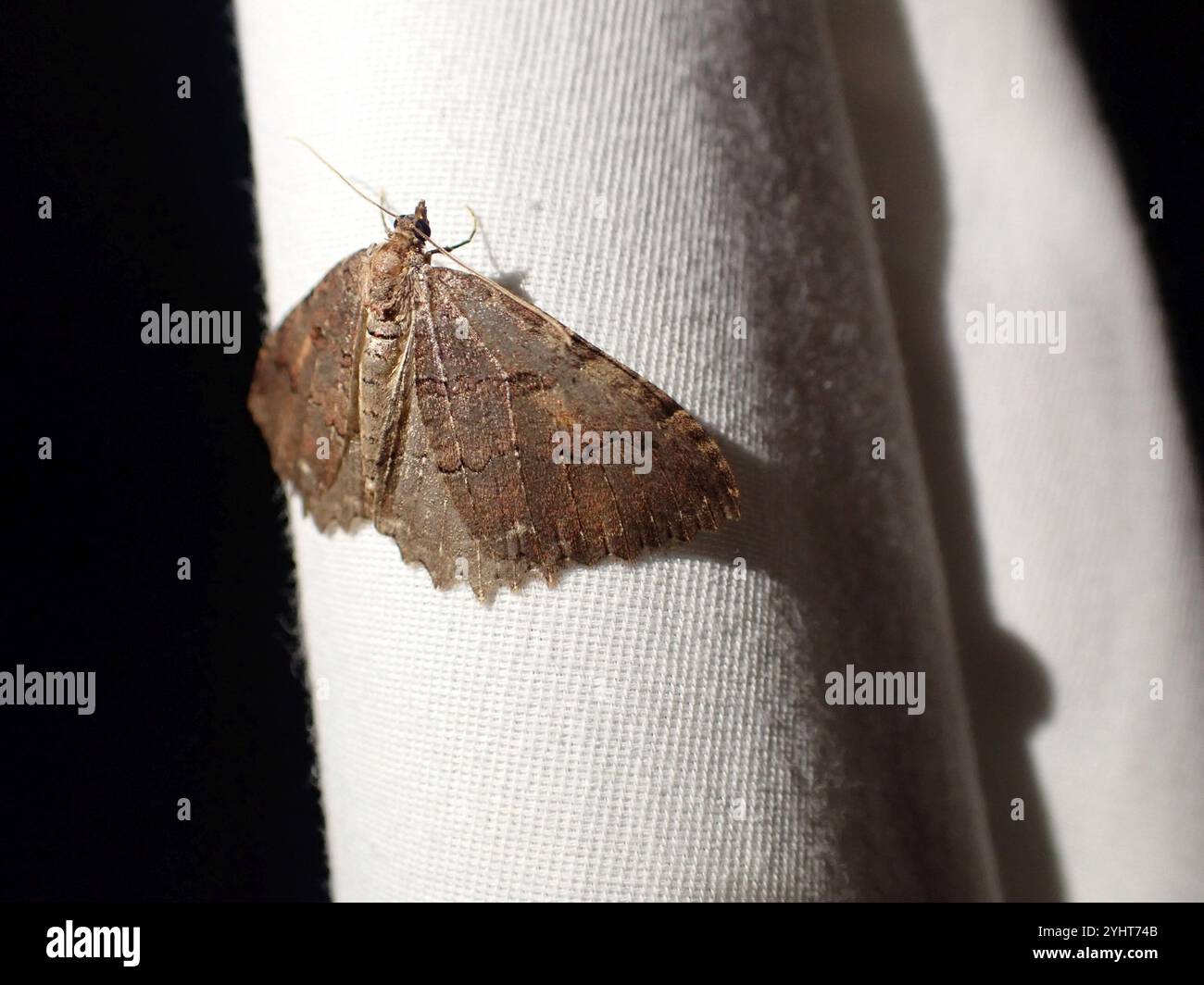 Tissue Moth (Triphosa haesitata Stock Photo - Alamy