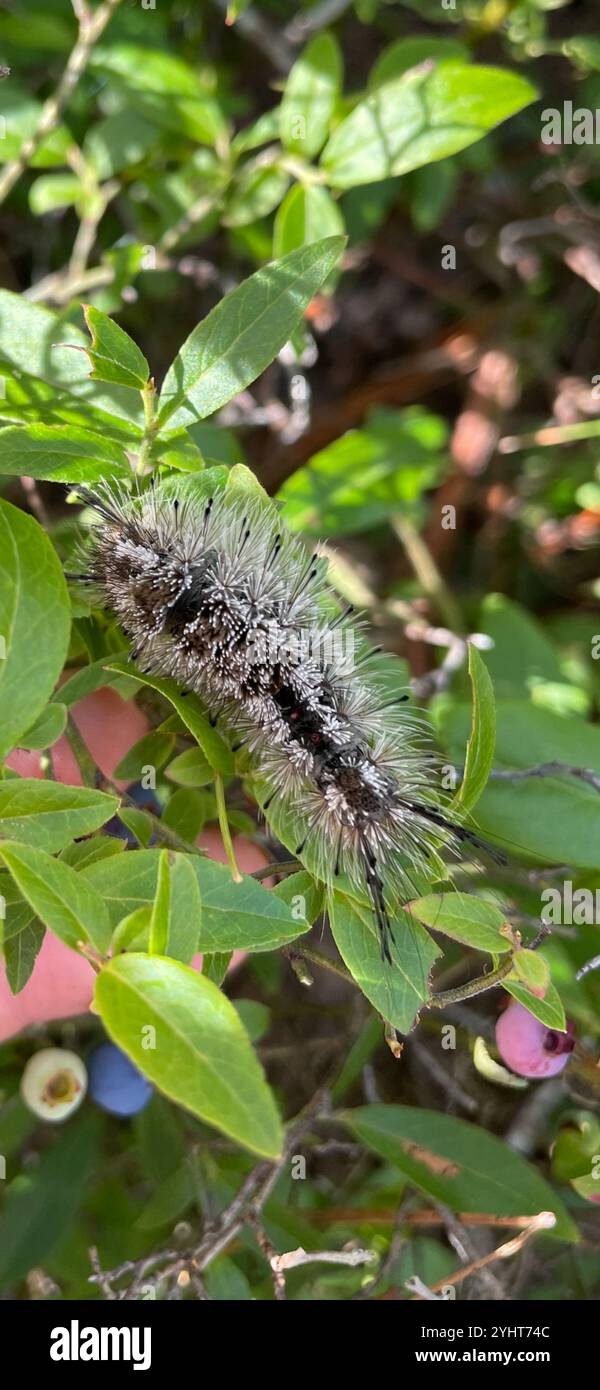 Sharp-lined Tussock Moth (Dasychira dorsipennata Stock Photo - Alamy