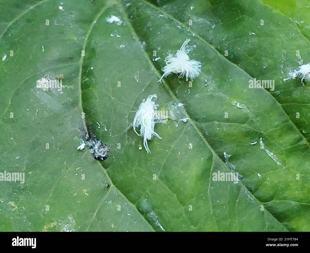 Prociphilus hi-res stock photography and images - Alamy