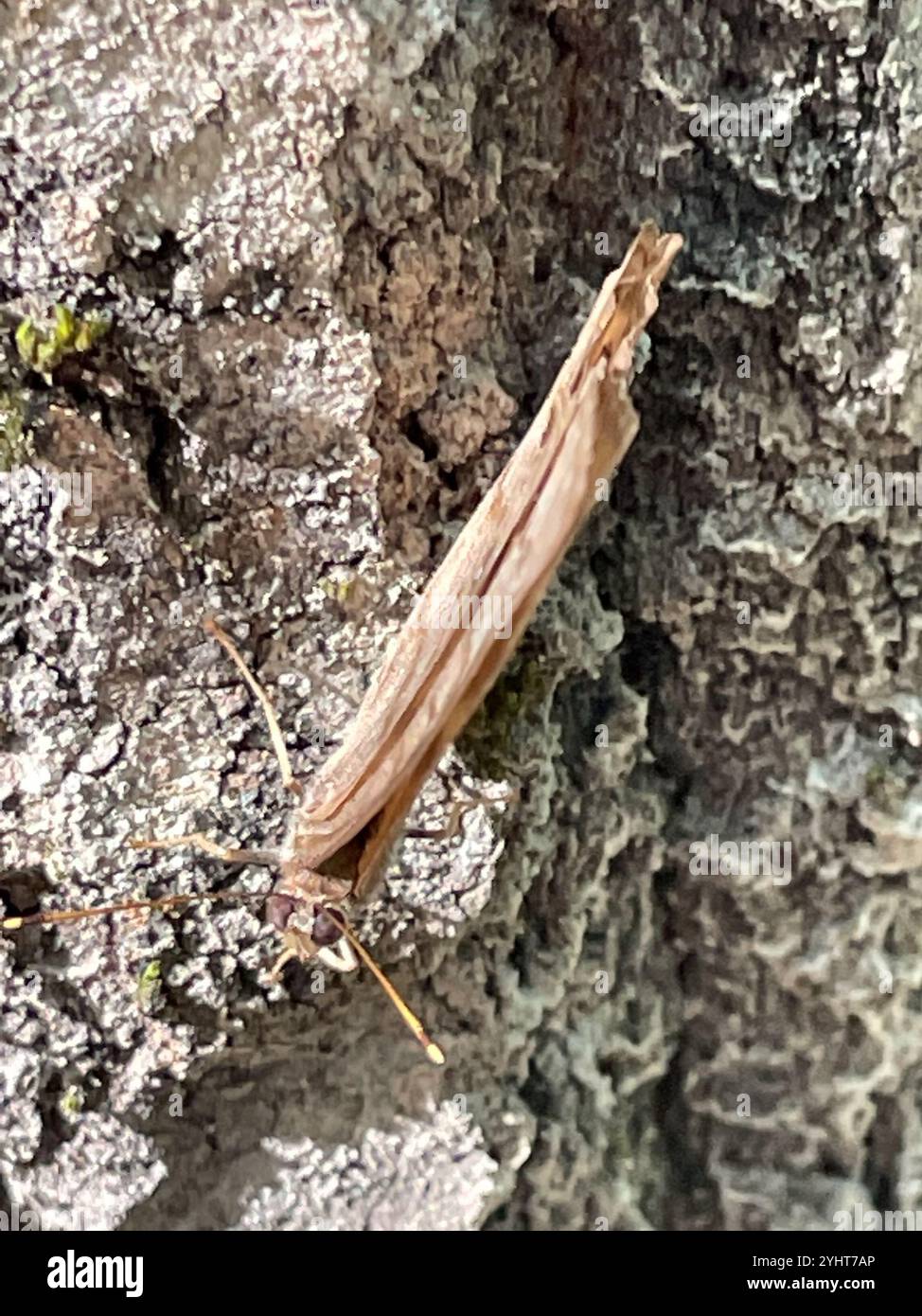 Northern Pearly-eye (Lethe anthedon Stock Photo - Alamy