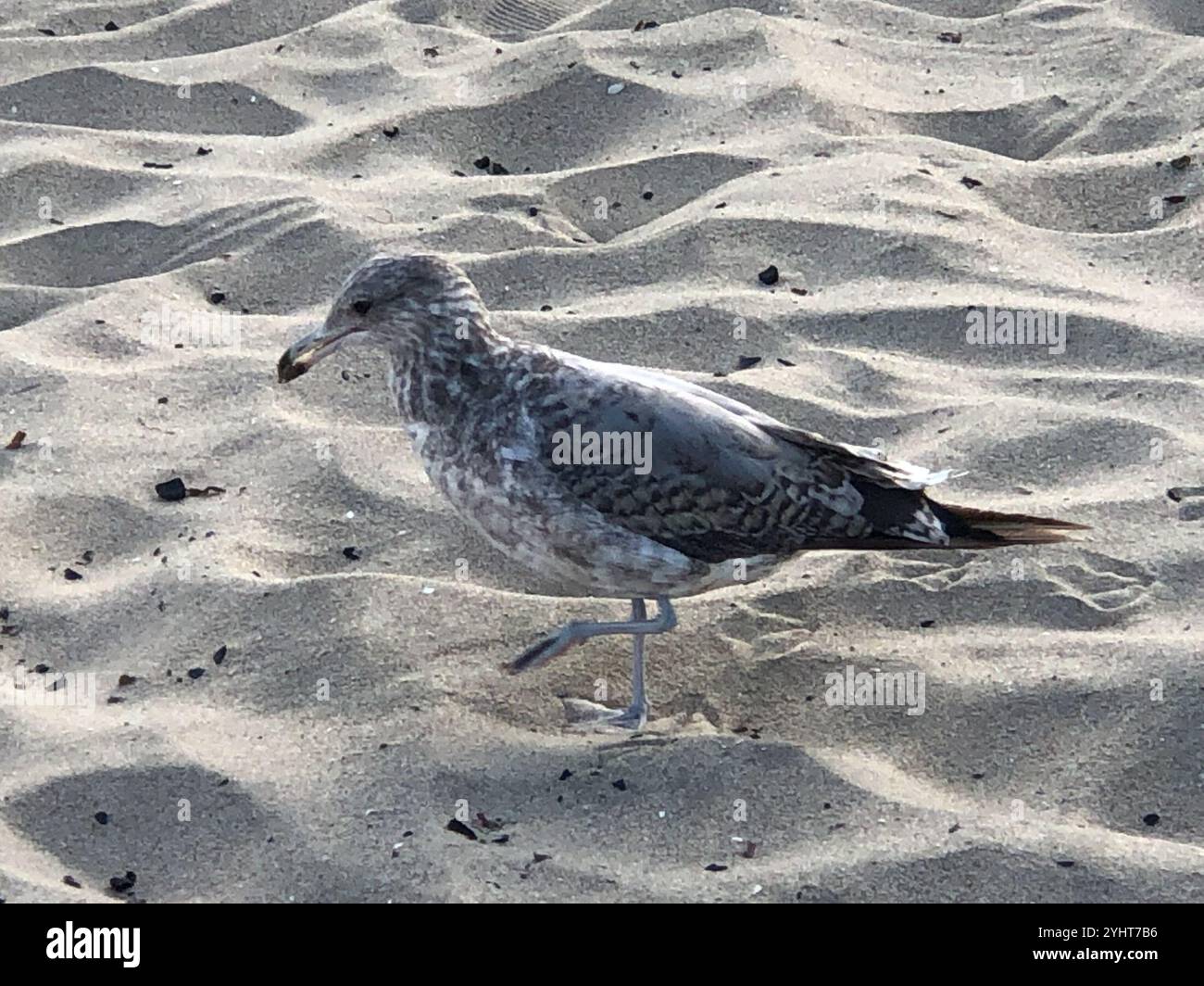 California Gull (Larus californicus Stock Photo - Alamy