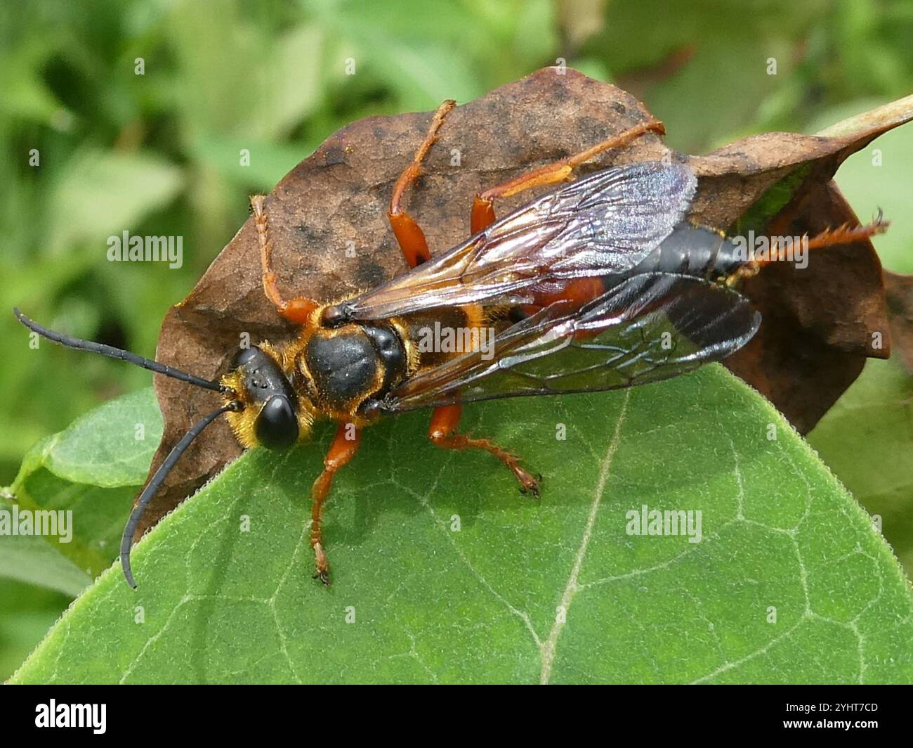 Great Golden Digger Wasp (Sphex ichneumoneus Stock Photo - Alamy