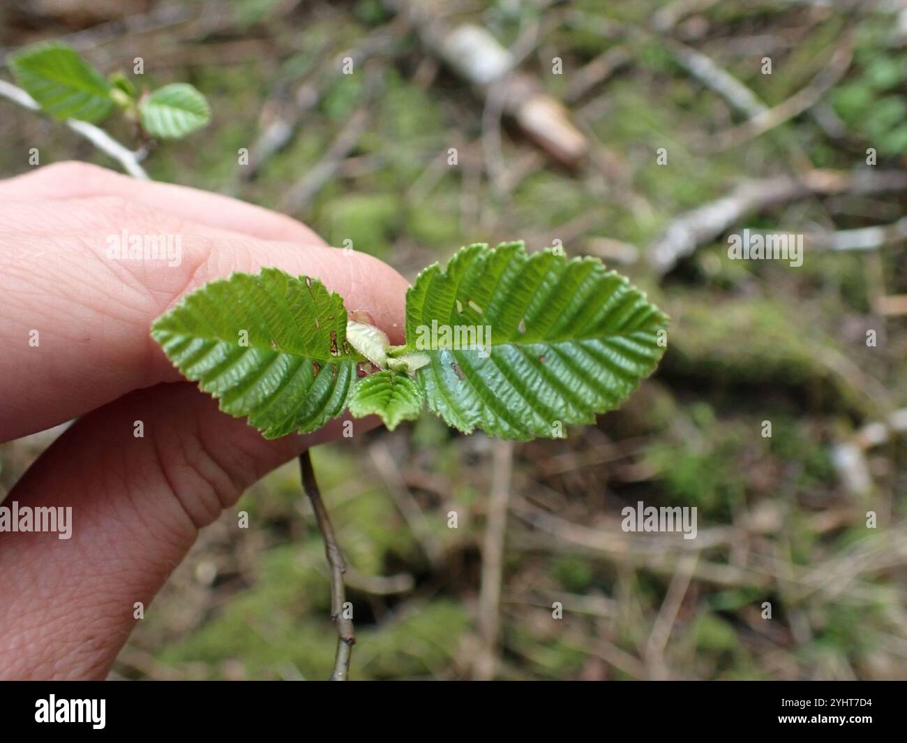 Red Alder (Alnus rubra Stock Photo - Alamy