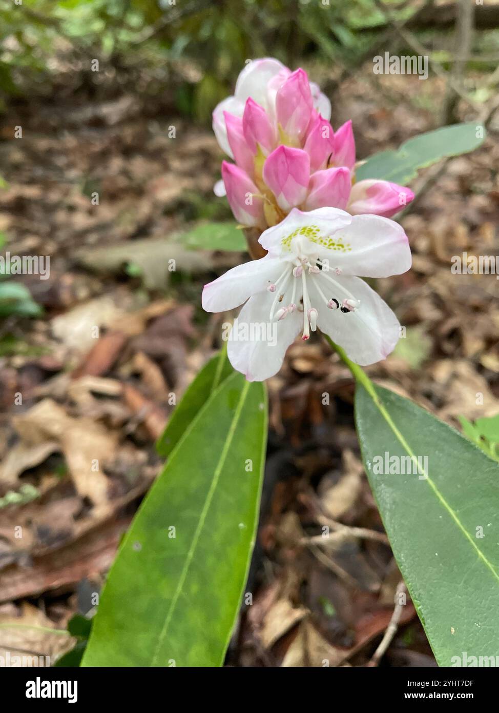 great rhododendron (Rhododendron maximum Stock Photo - Alamy