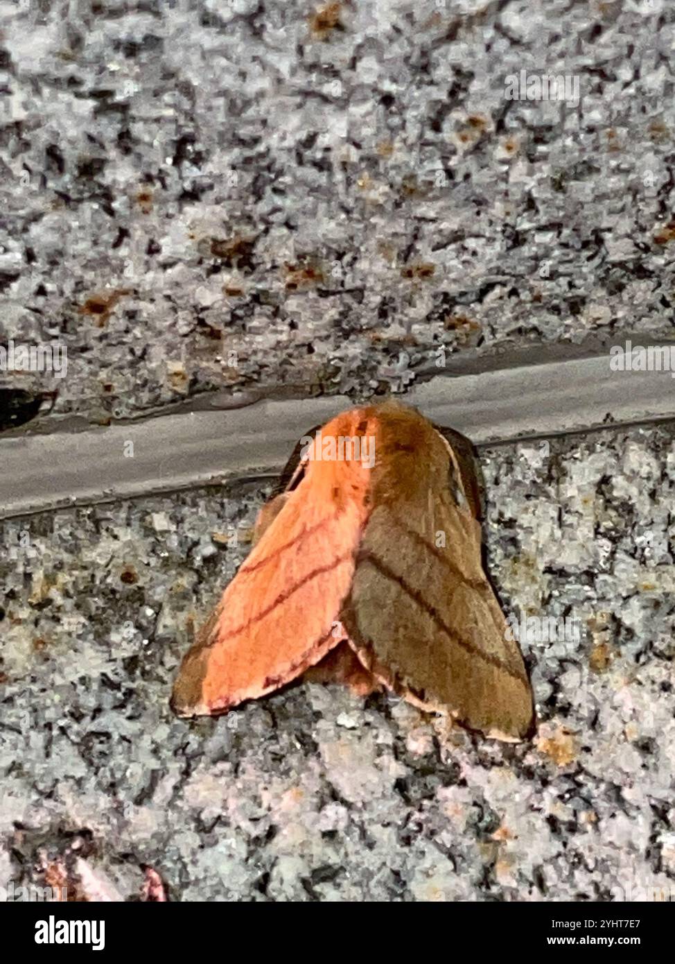 Forest Tent Caterpillar Moth (Malacosoma disstria Stock Photo - Alamy