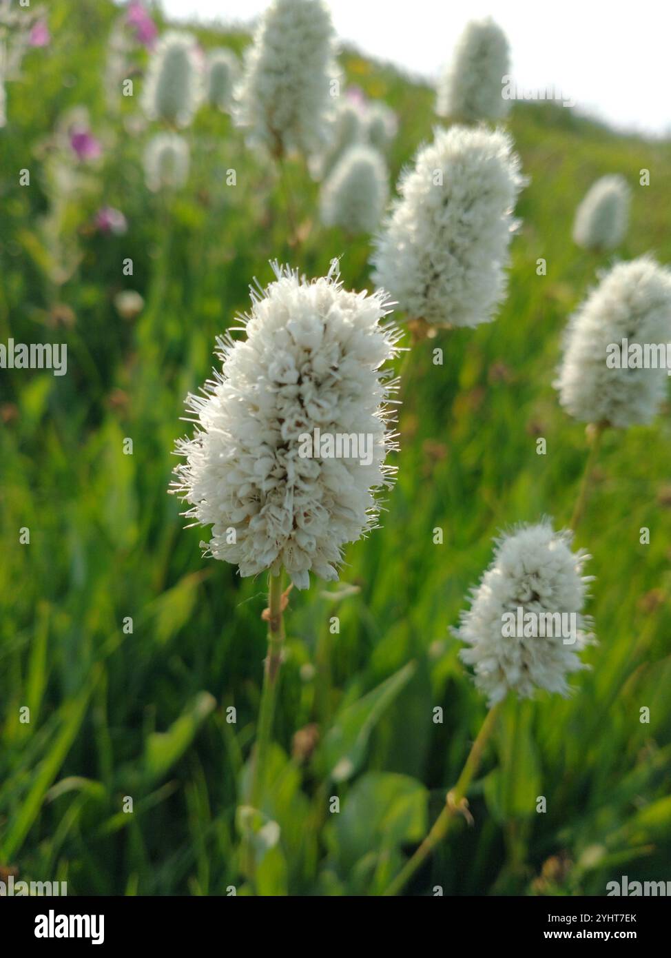 American bistort (Bistorta bistortoides Stock Photo - Alamy