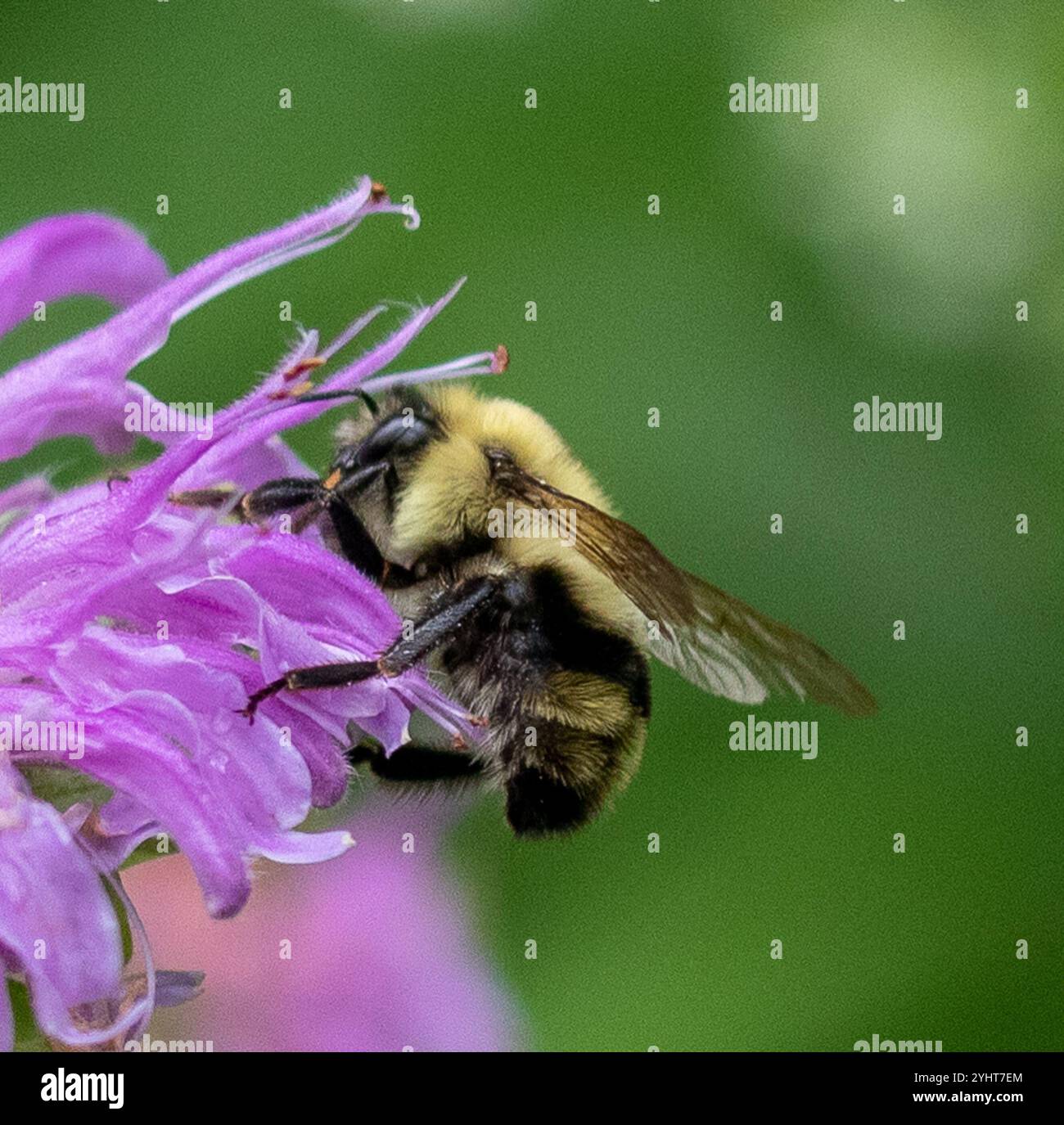 Two-spotted Bumble Bee (Bombus bimaculatus Stock Photo - Alamy