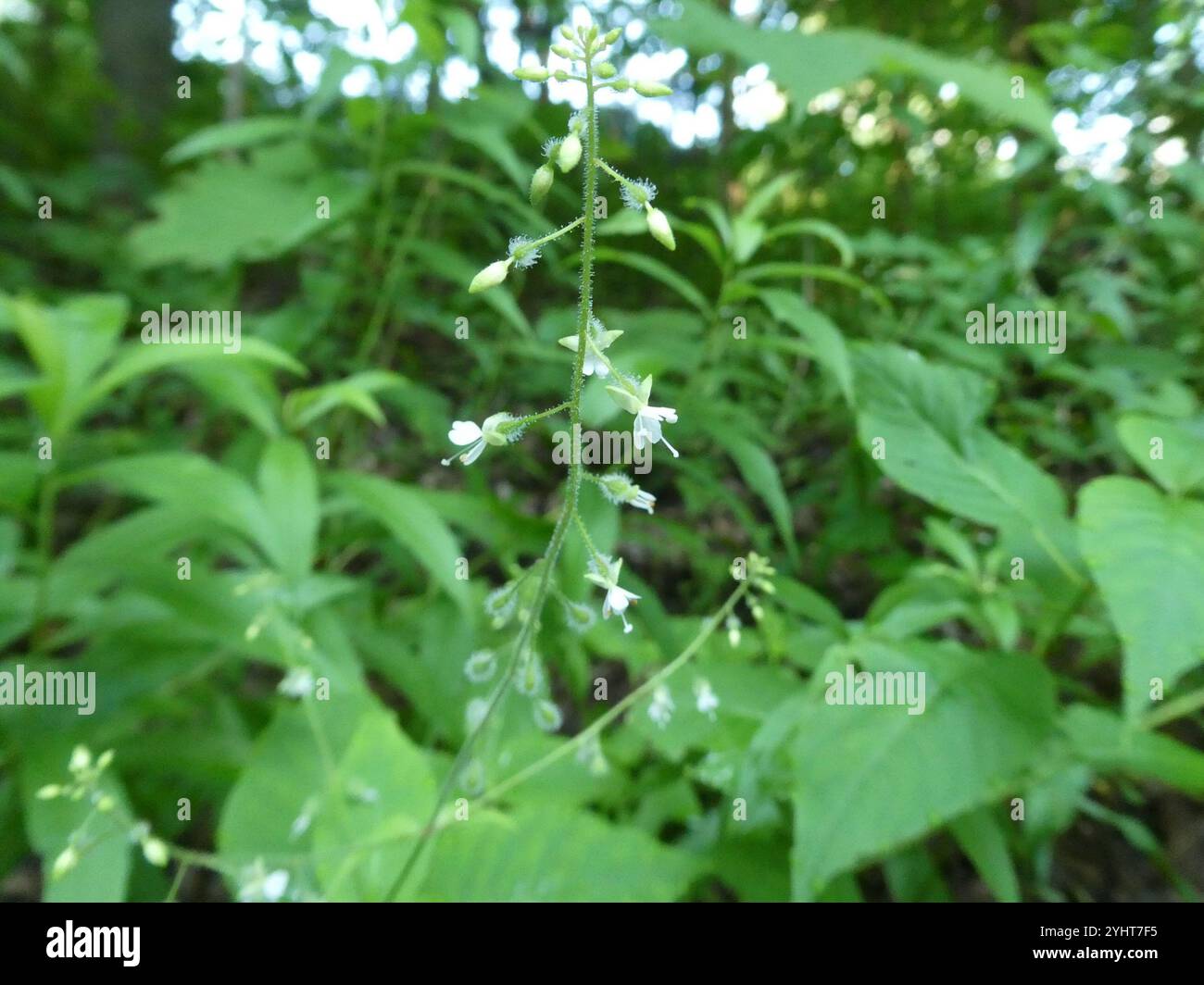 broadleaf enchanter's nightshade (Circaea canadensis Stock Photo - Alamy