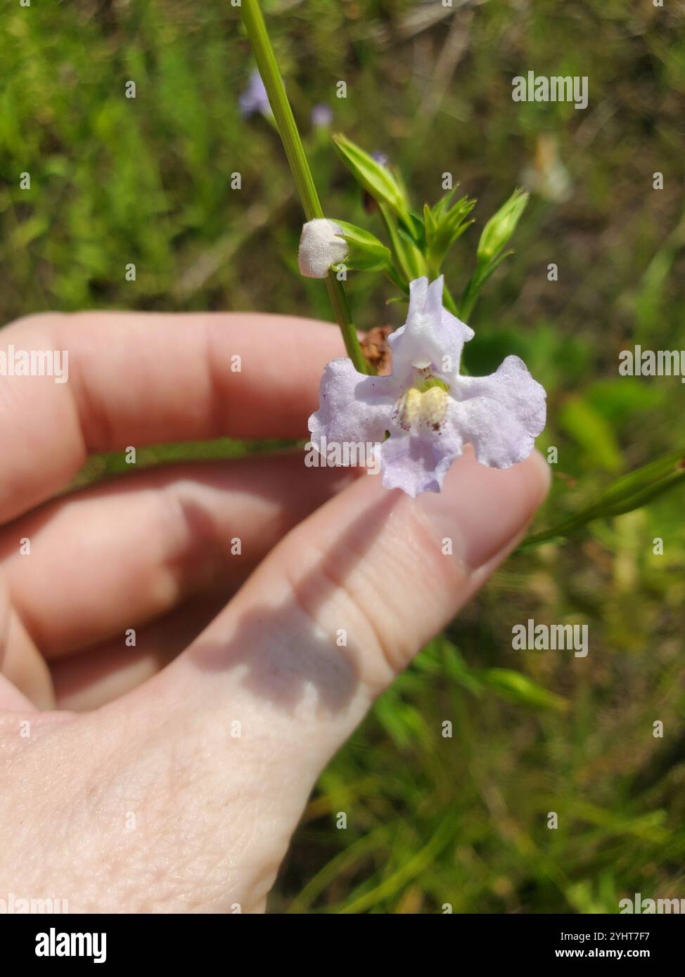 Allegheny monkeyflower (Mimulus ringens Stock Photo - Alamy