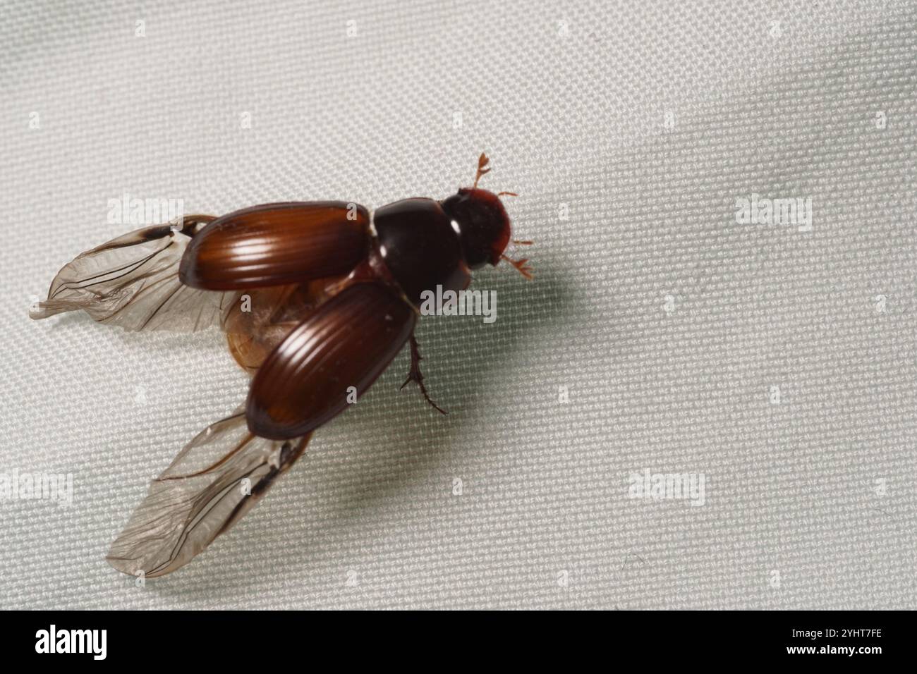 Night-flying Dung Beetle (Acrossus rufipes Stock Photo - Alamy