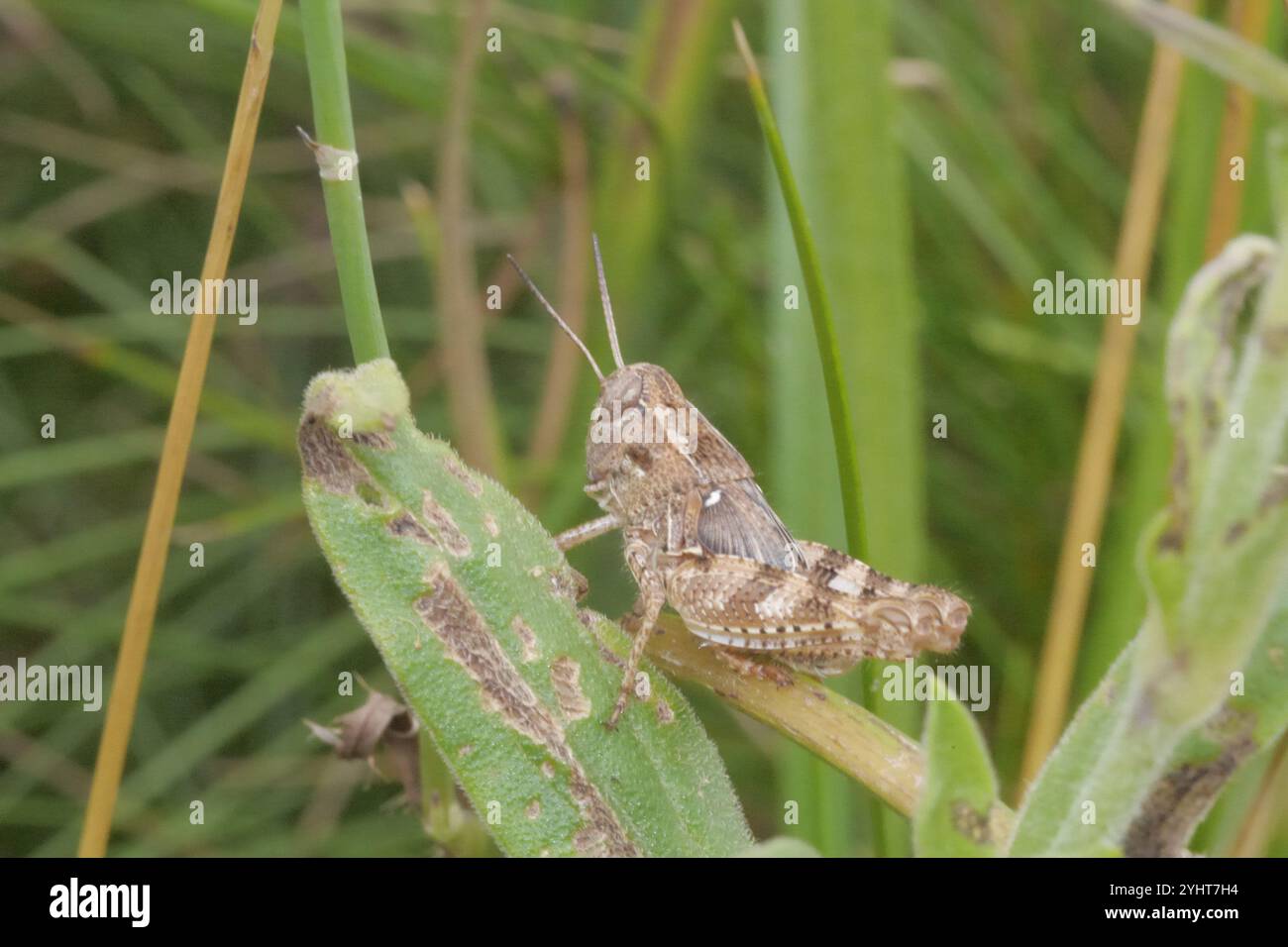 Italian locust (Calliptamus italicus Stock Photo - Alamy