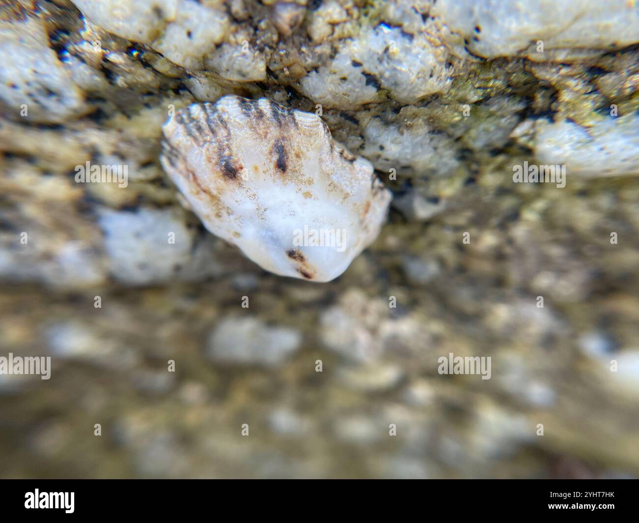 True Limpets (Patellogastropoda Stock Photo - Alamy