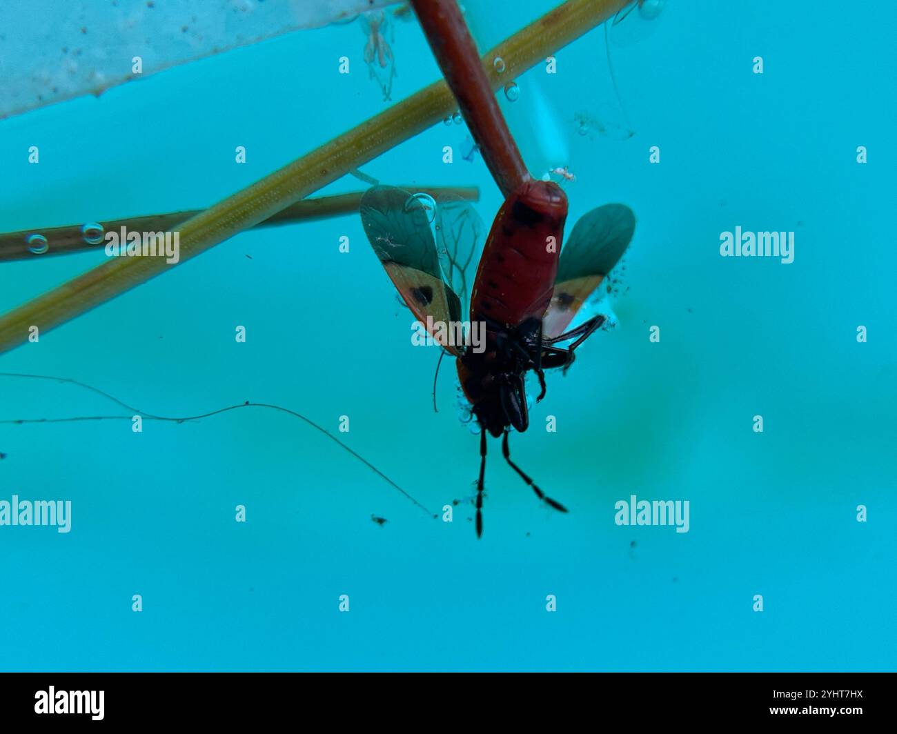 Mediterranean red bug (Scantius aegyptius Stock Photo - Alamy