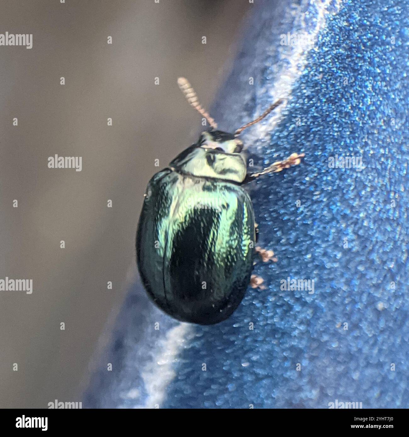 Willow Leaf Beetle (Plagiodera versicolora Stock Photo - Alamy