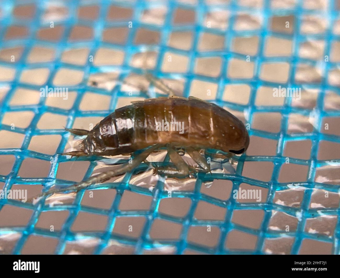Household Cockroaches (Blattidae Stock Photo - Alamy