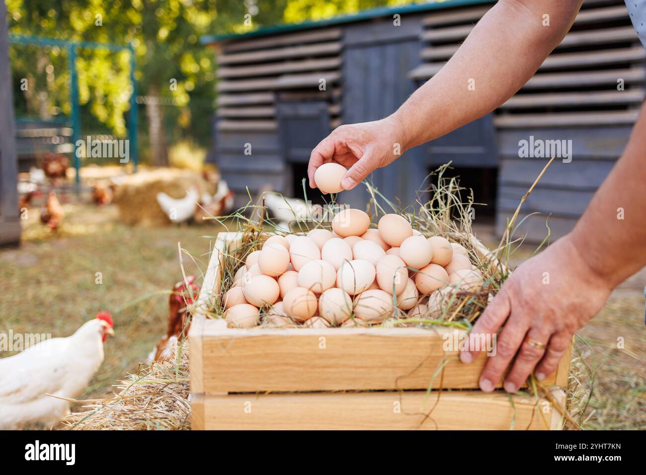 Fresh eggs collection on chicken eco farm, farmer collecting eggs in ...