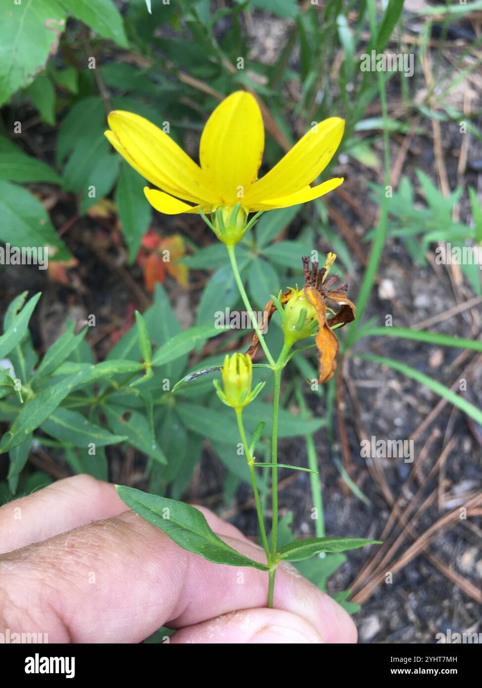 Greater Tickseed (Coreopsis major Stock Photo - Alamy