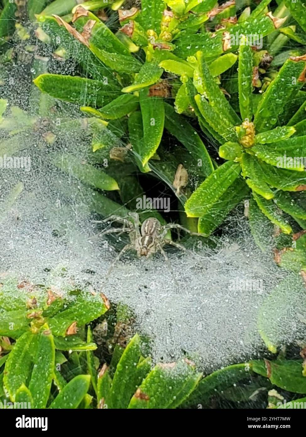 Grass Spiders (Agelenopsis Stock Photo - Alamy