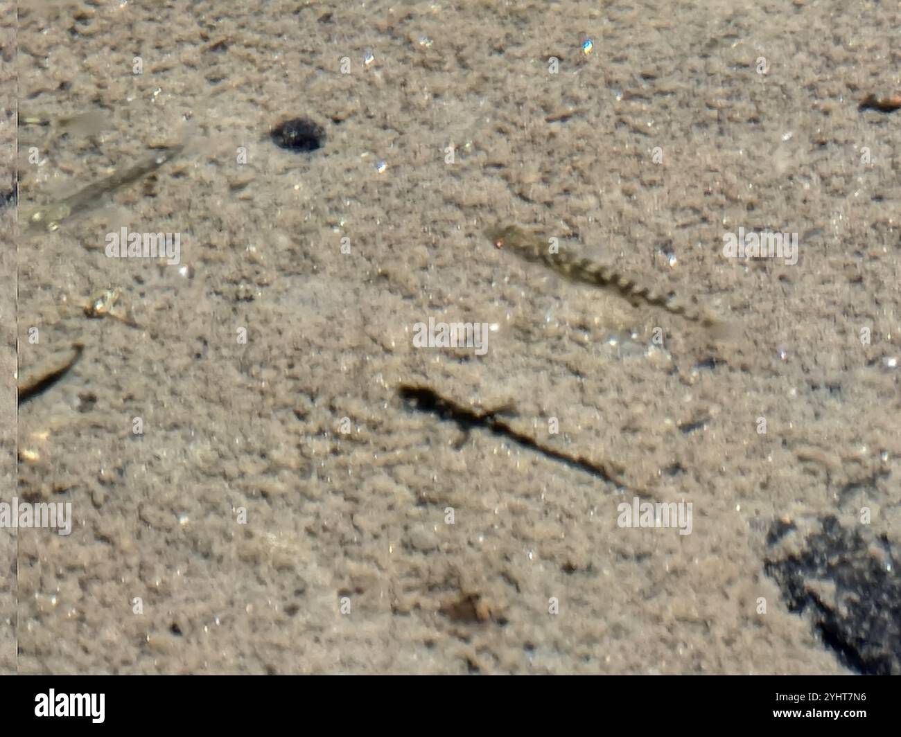 Threespine Stickleback (Gasterosteus aculeatus Stock Photo - Alamy