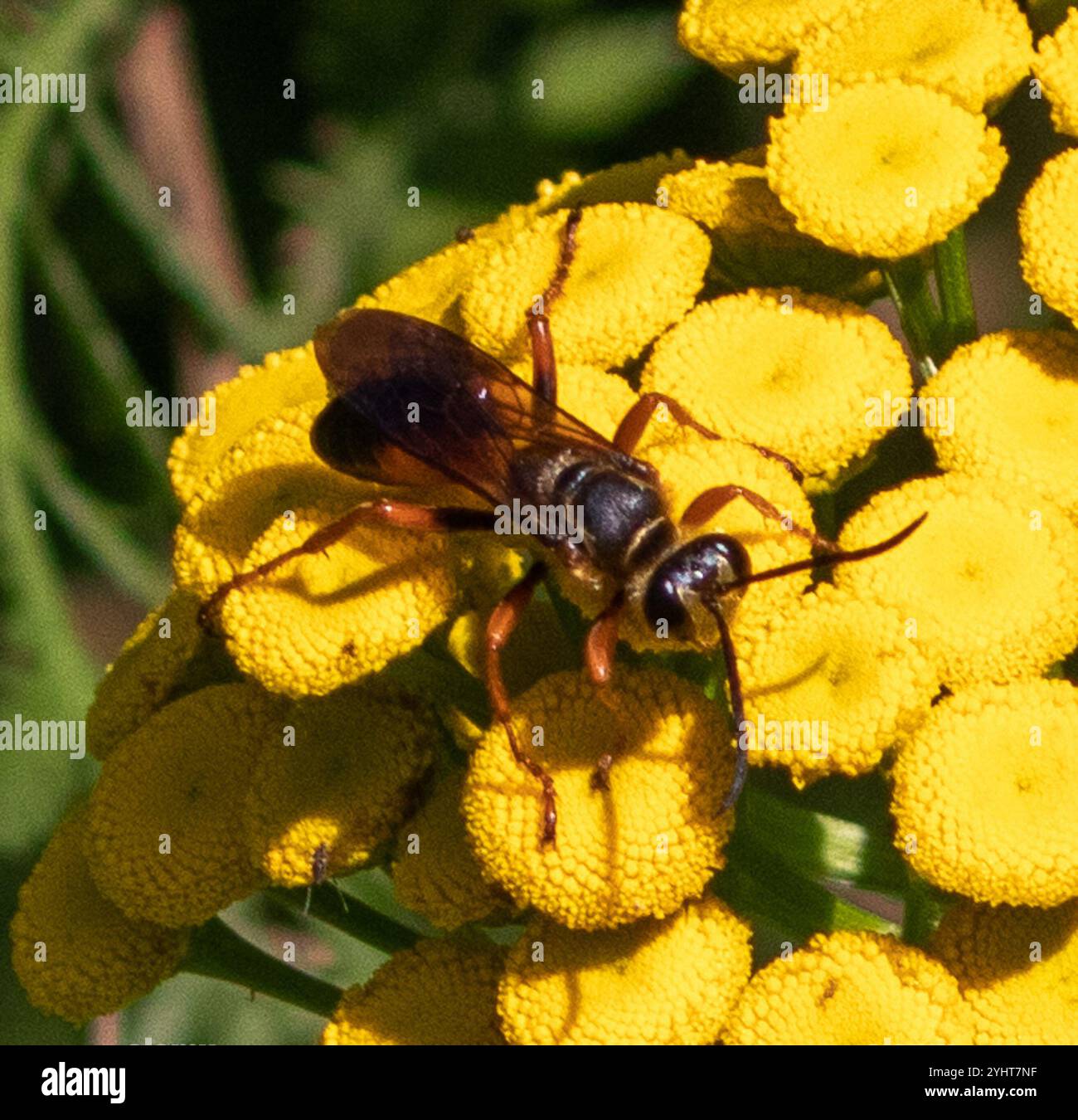 Great Golden Digger Wasp (Sphex ichneumoneus Stock Photo - Alamy